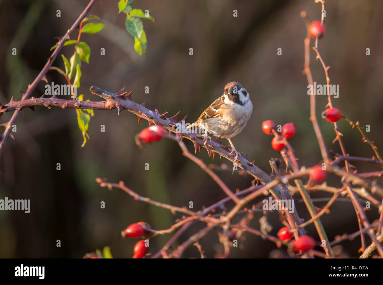 Female house sparrow autumn hi-res stock photography and images - Alamy