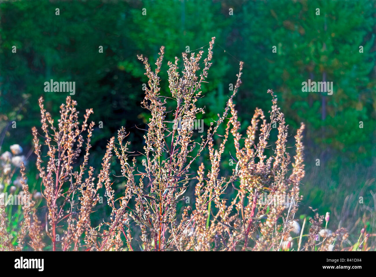 Green blurred background with forest herbs. Herbs in nature. Selective ...