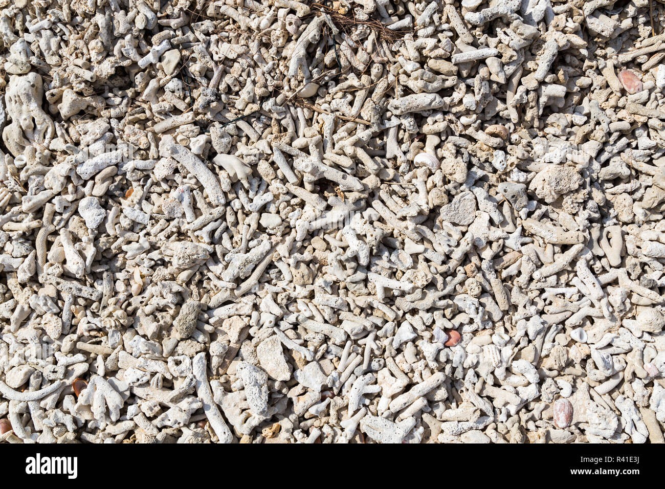 coral bleaching on the sandy beach Stock Photo - Alamy