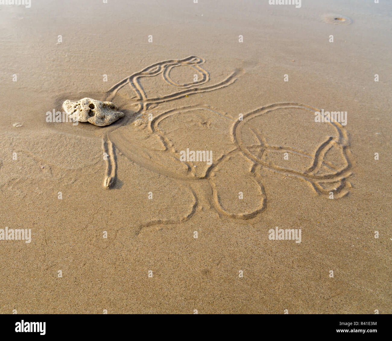 beach snail is pulling its trail Stock Photo - Alamy