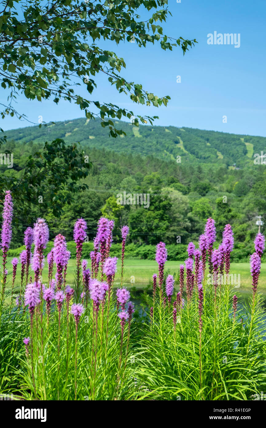 Okemo valley golf club hi-res stock photography and images - Alamy