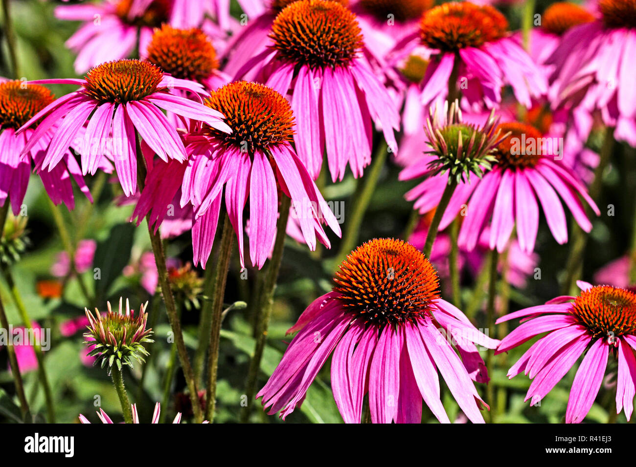 Virginia. Field of Purple Cornflowers Stock Photo - Alamy
