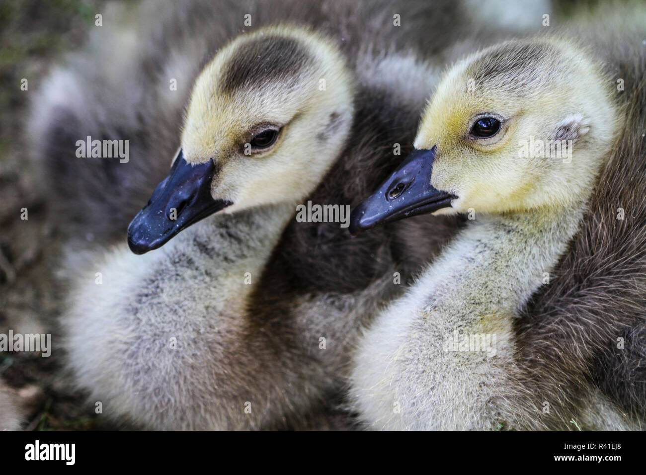 Vienna, Virginia. Pair of young, baby gosling geese cuddle Stock Photo ...