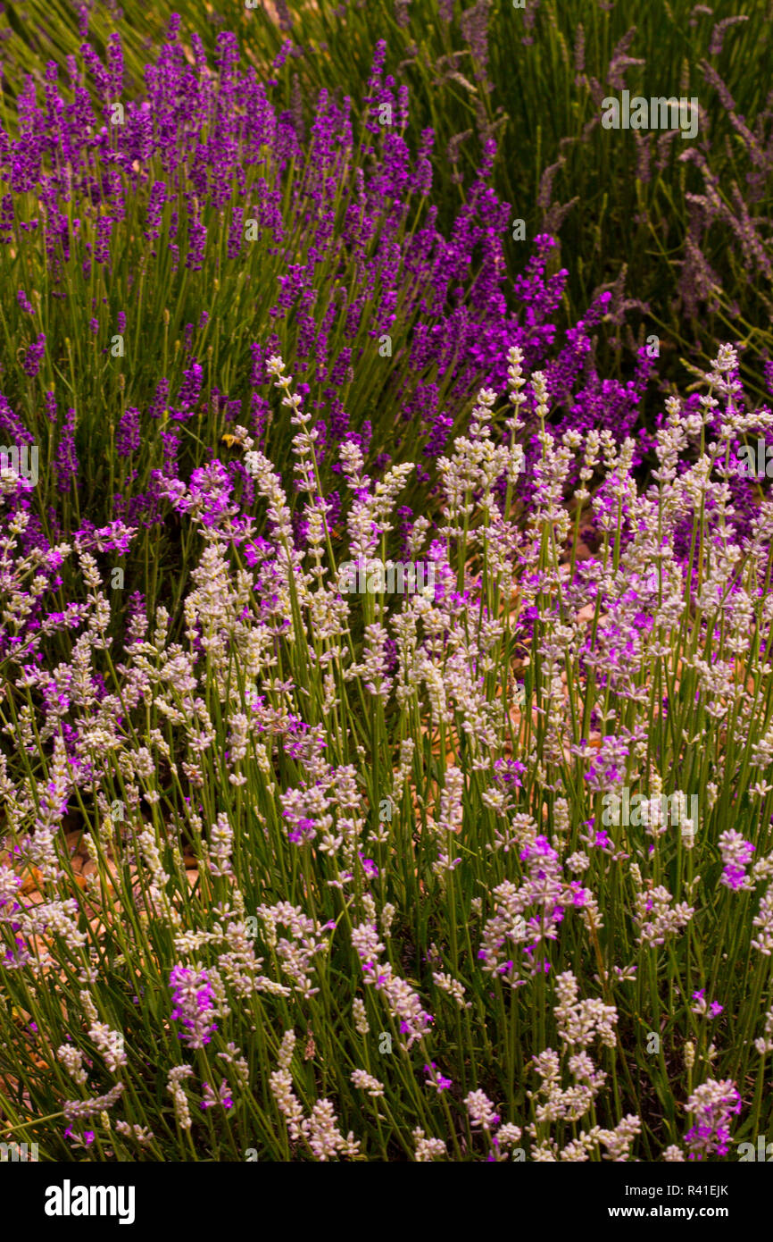 Virginia pattern hi-res stock photography and images - Alamy