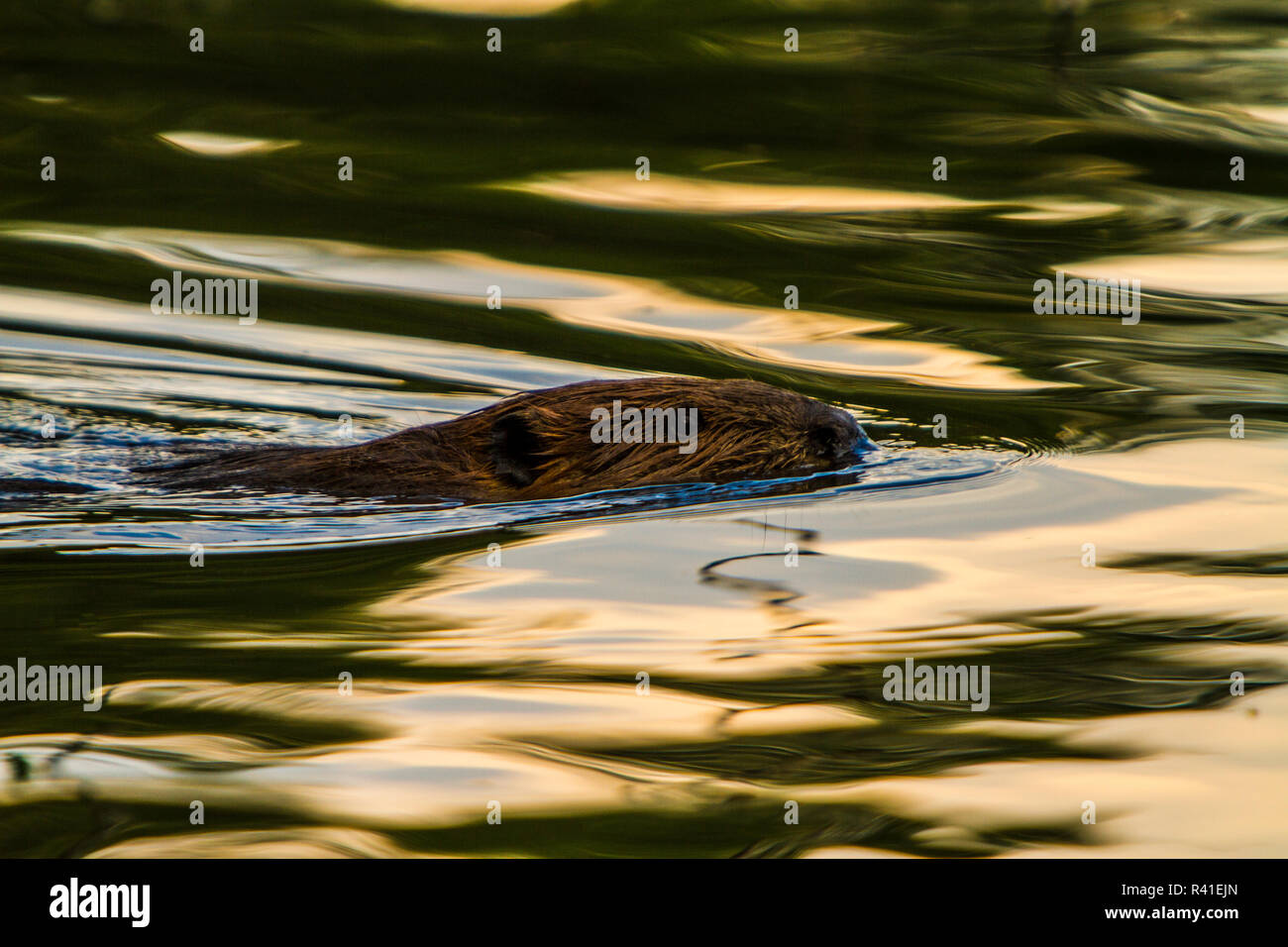 Golden beaver hi-res stock photography and images - Alamy