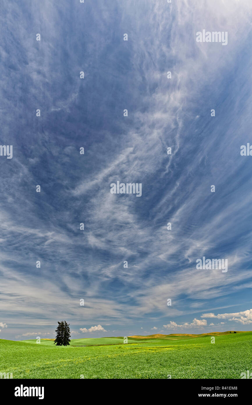 Expansive wheat field and trees, Palouse farming region of Eastern ...