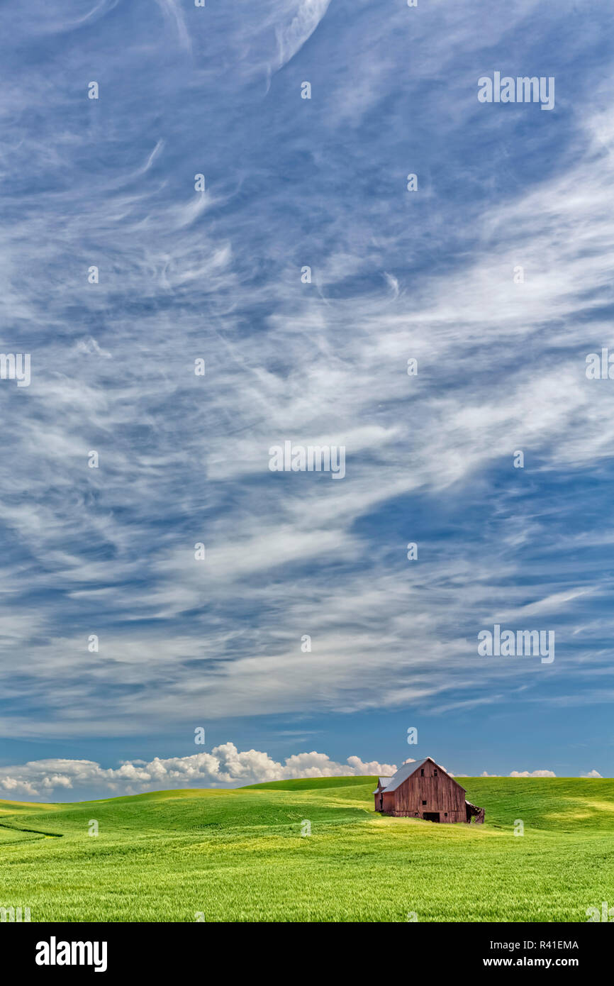Barn in expansive wheat field, Palouse farming region of Eastern ...