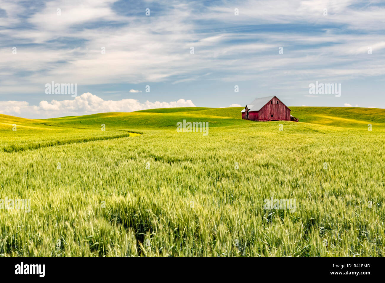 Barn in expansive wheat field, Palouse farming region of Eastern ...