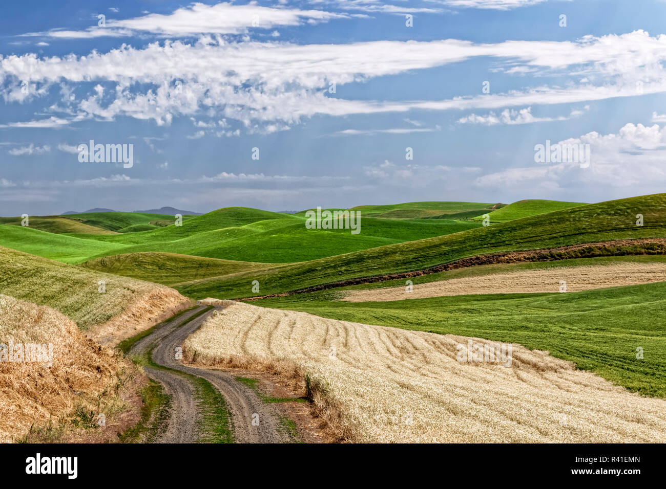 Rural road through rolling hills of wheat, Palouse farming region of ...