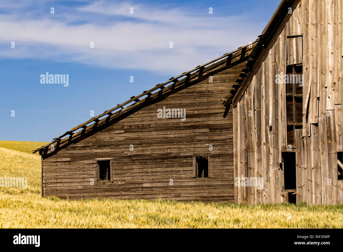 Barn and wheat crop at harvest time, Palouse farming region of Eastern ...