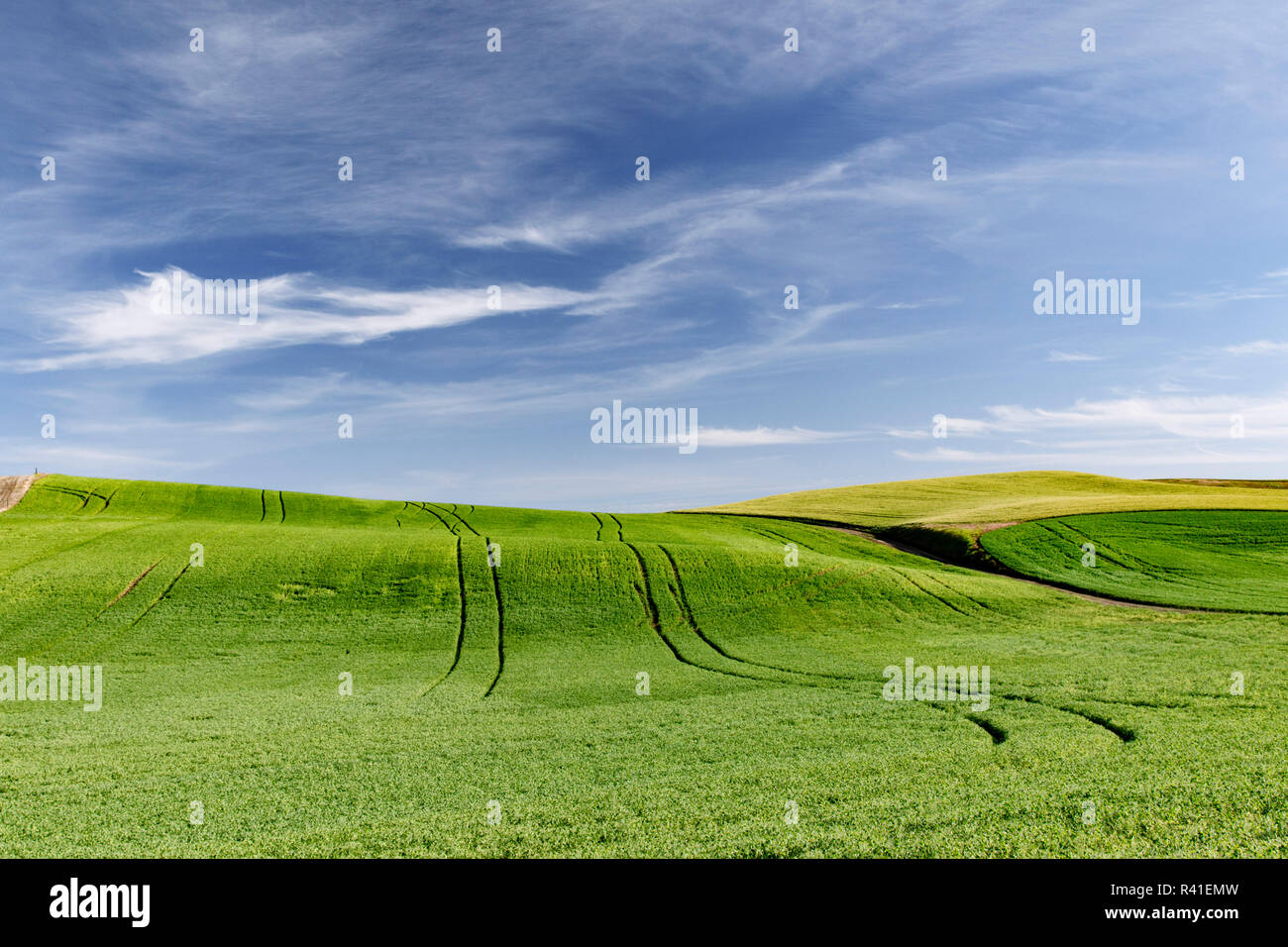 Rolling hills of wheat, Palouse farming region of Eastern Washington ...