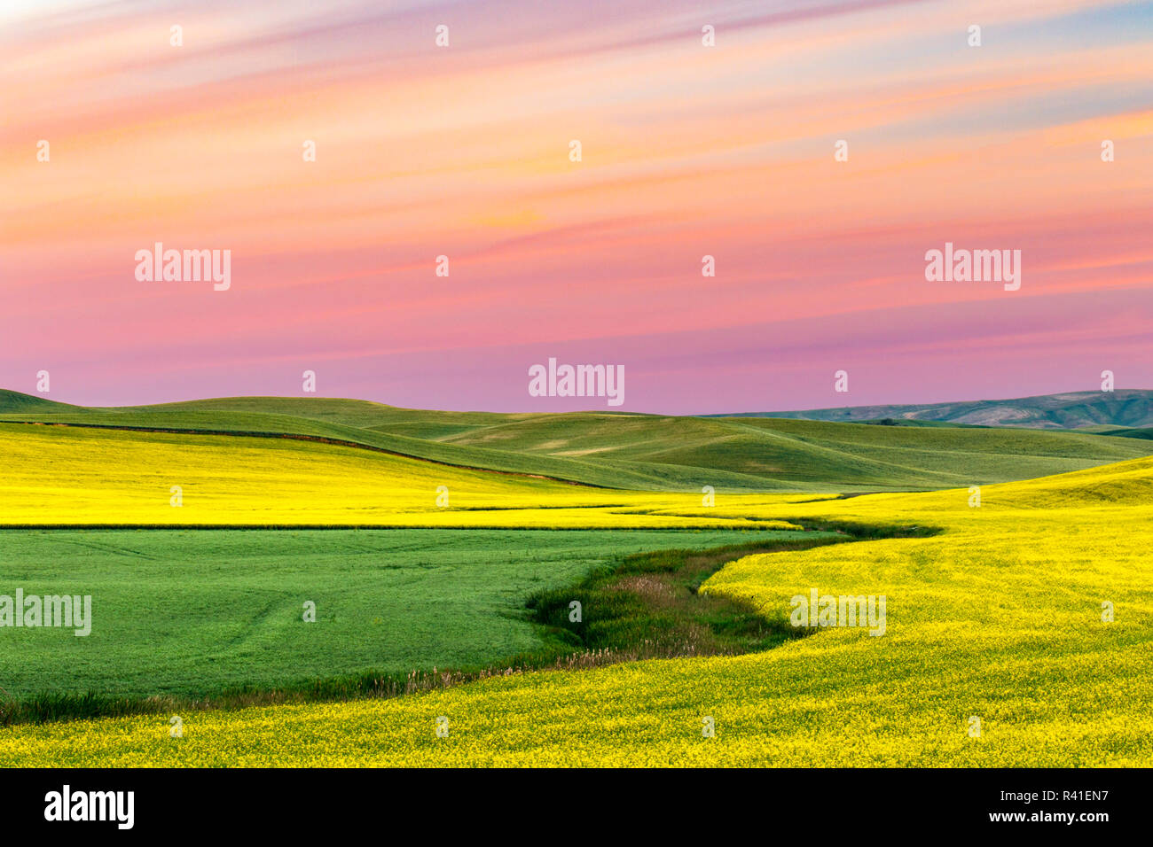 Yellow canola field at sunrise, Palouse near Pullman, Washington State ...