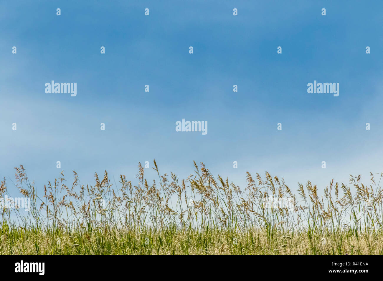 Wheat crop against blue sky, Palouse region of Eastern Washington State ...
