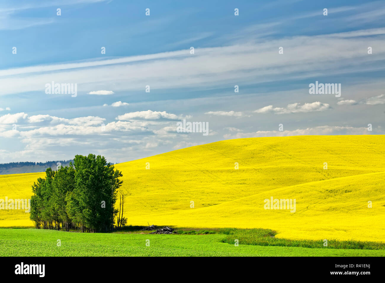 Expansive rolling hills of yellow canola and wheat, Palouse farming ...