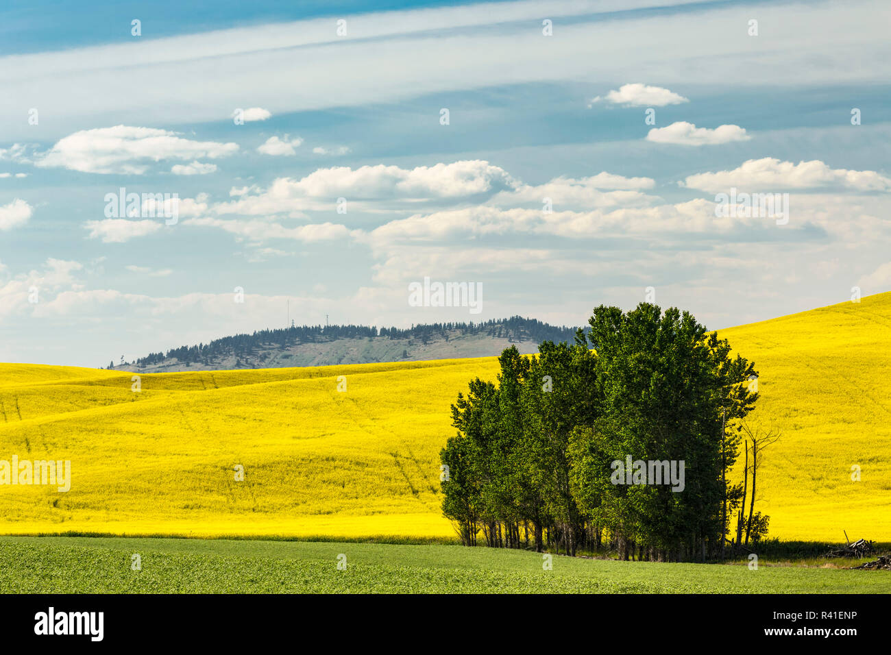Expansive rolling hills of yellow canola and wheat, Palouse farming ...