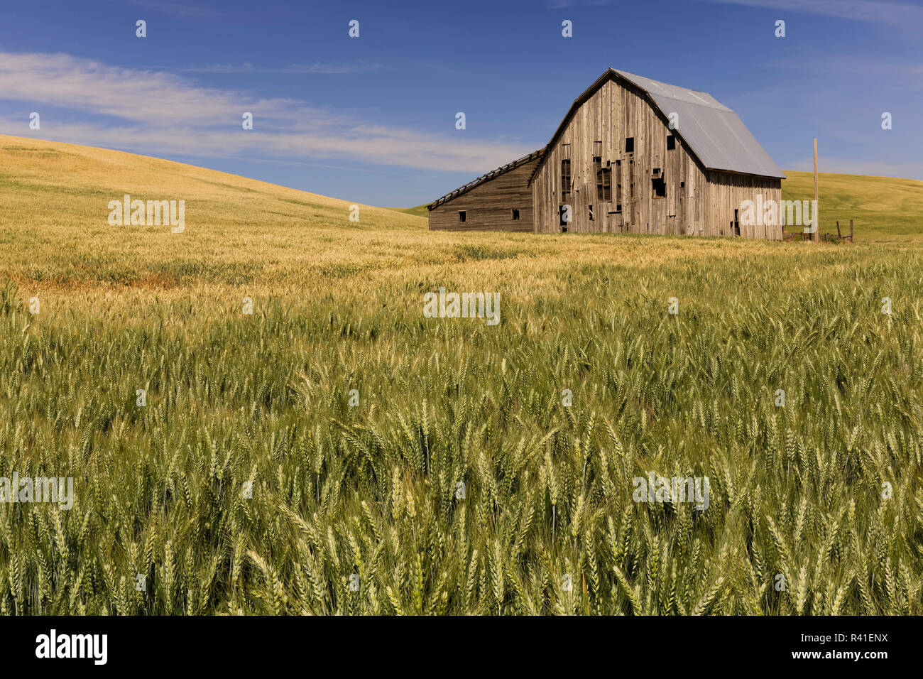 Wheat fields and barn, Palouse farming region of Eastern Washington ...