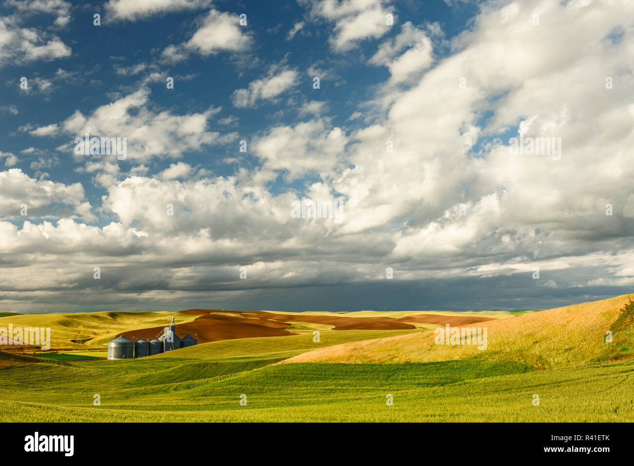 Contoured rolling hills of wheat and grain silos, Palouse region of ...