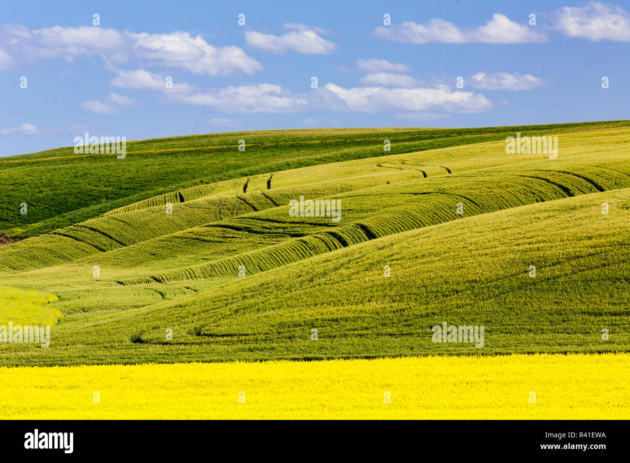 Canola and wheat fields, Palouse farming region of Eastern Washington ...