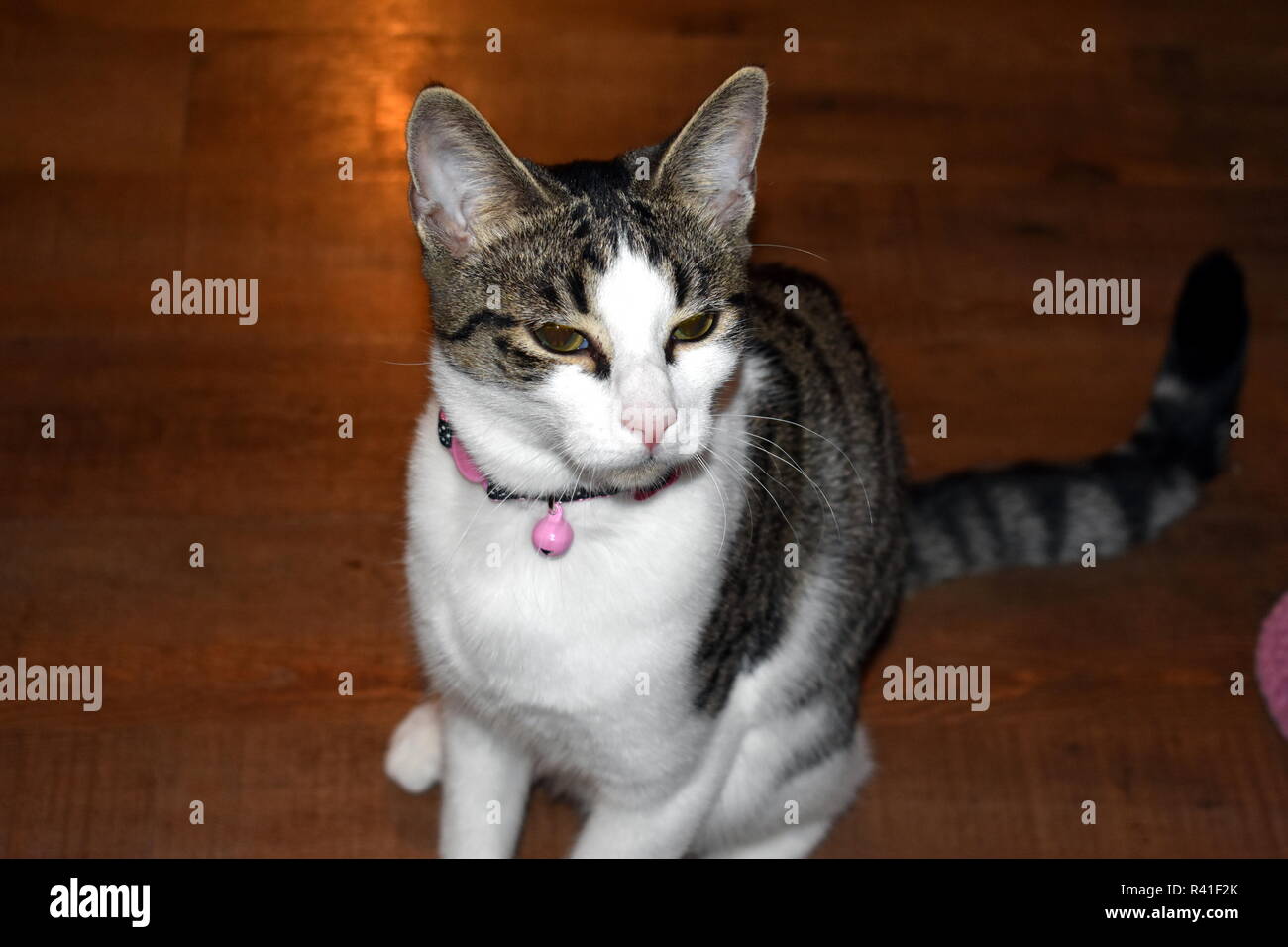 Domestic tabby cat Stock Photo - Alamy