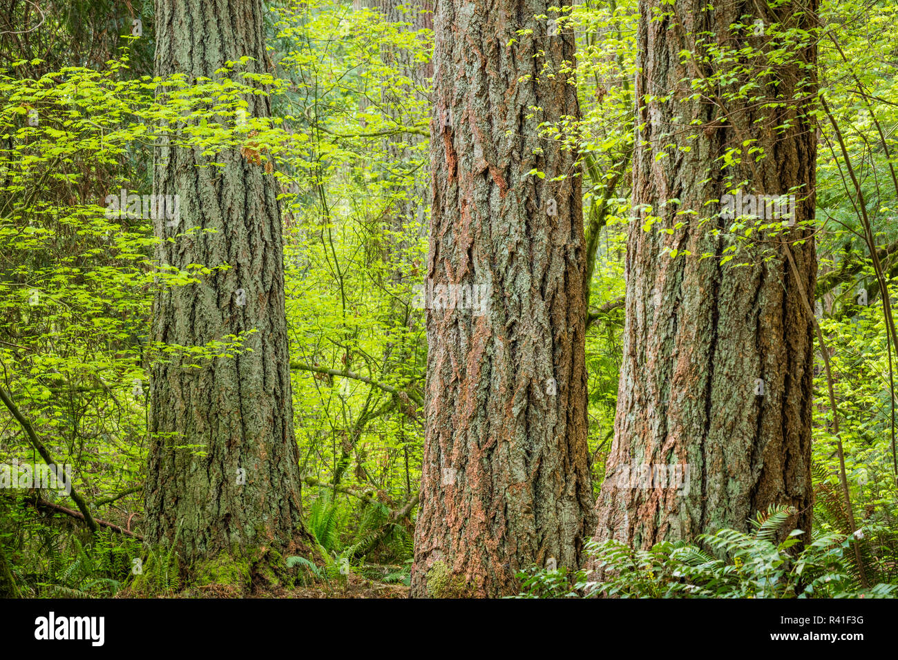 Douglas washington hi-res stock photography and images - Alamy