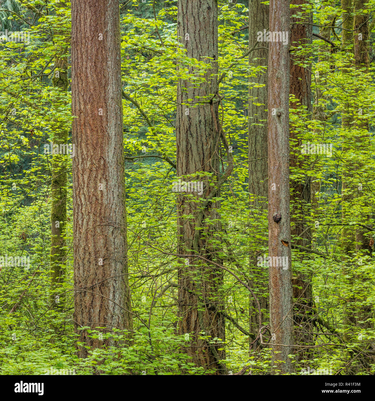 Douglas fir trees hi-res stock photography and images - Alamy