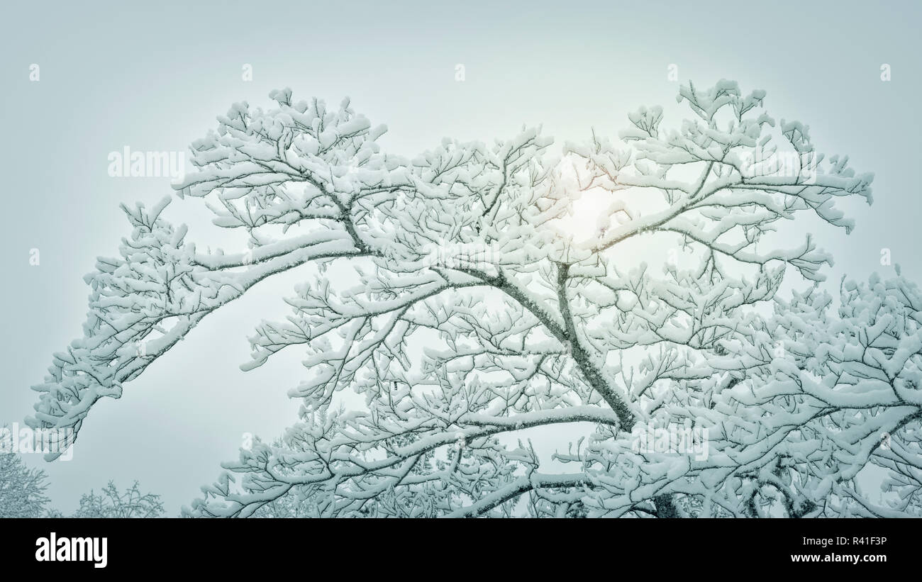 Limbs pattern hi-res stock photography and images - Alamy