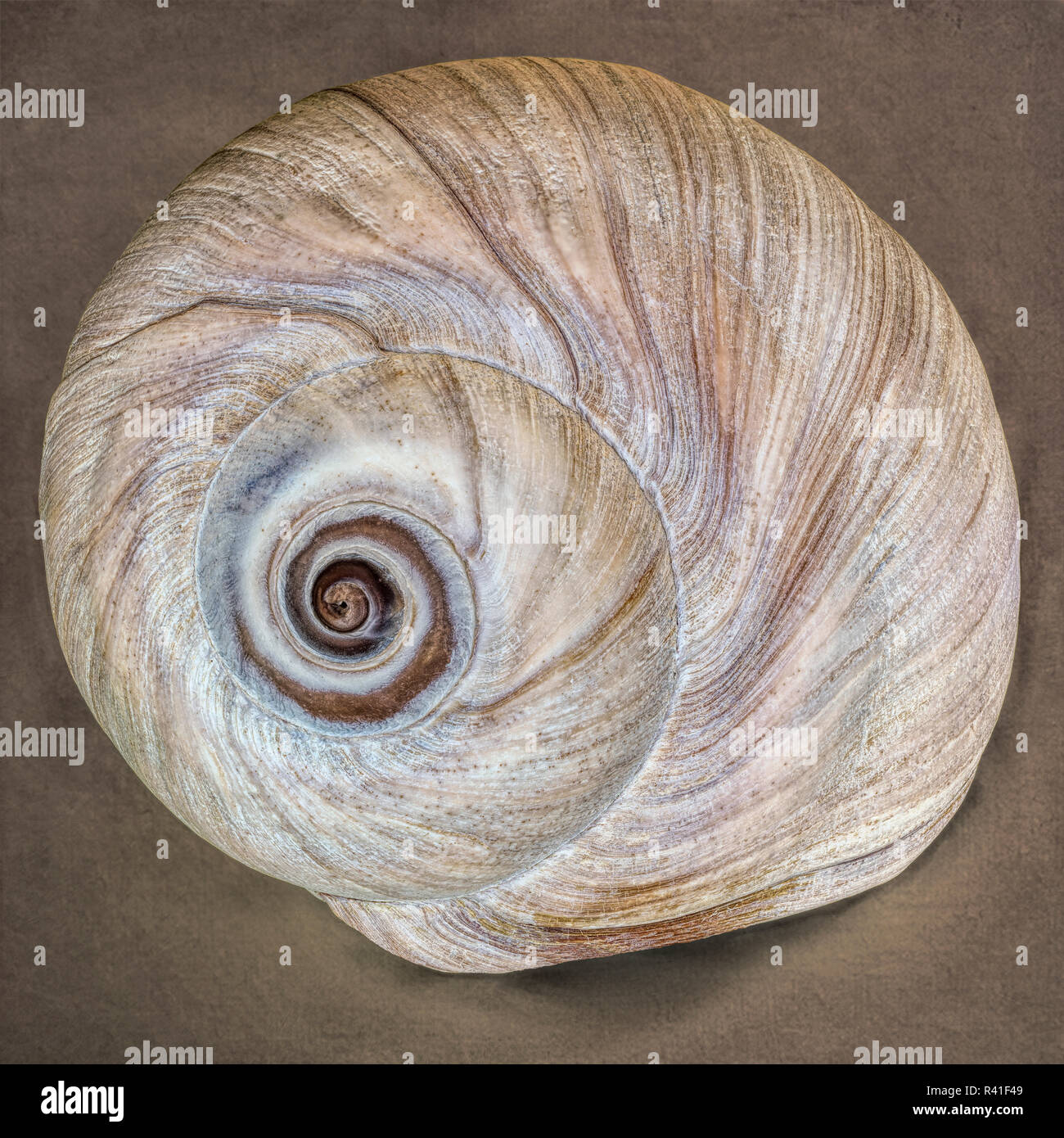 Moon snail hi-res stock photography and images - Alamy
