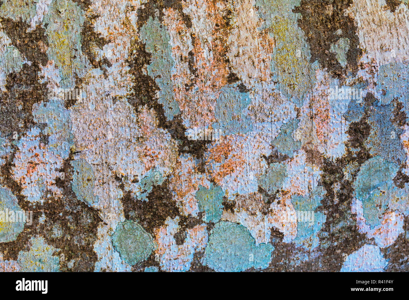 Red alder tree hi-res stock photography and images - Alamy