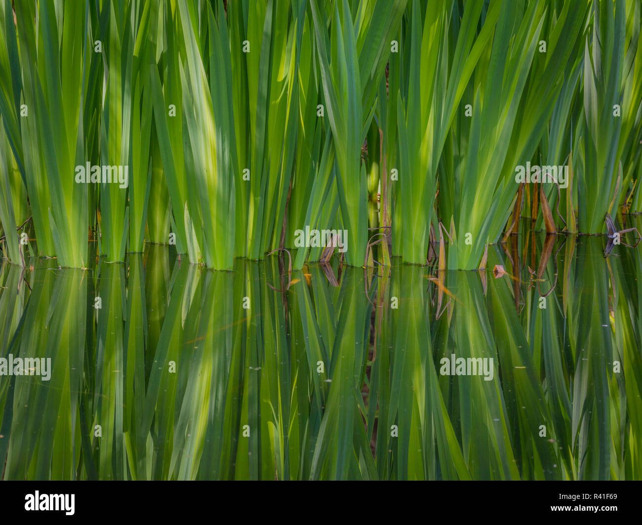 USA, Washington State, Bainbridge Island. Cattails on pond in spring ...