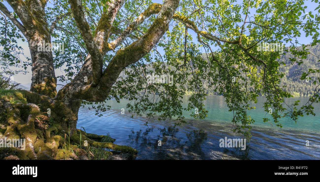 USA, Washington State, Olympic National Park. Alder tree and Lake ...