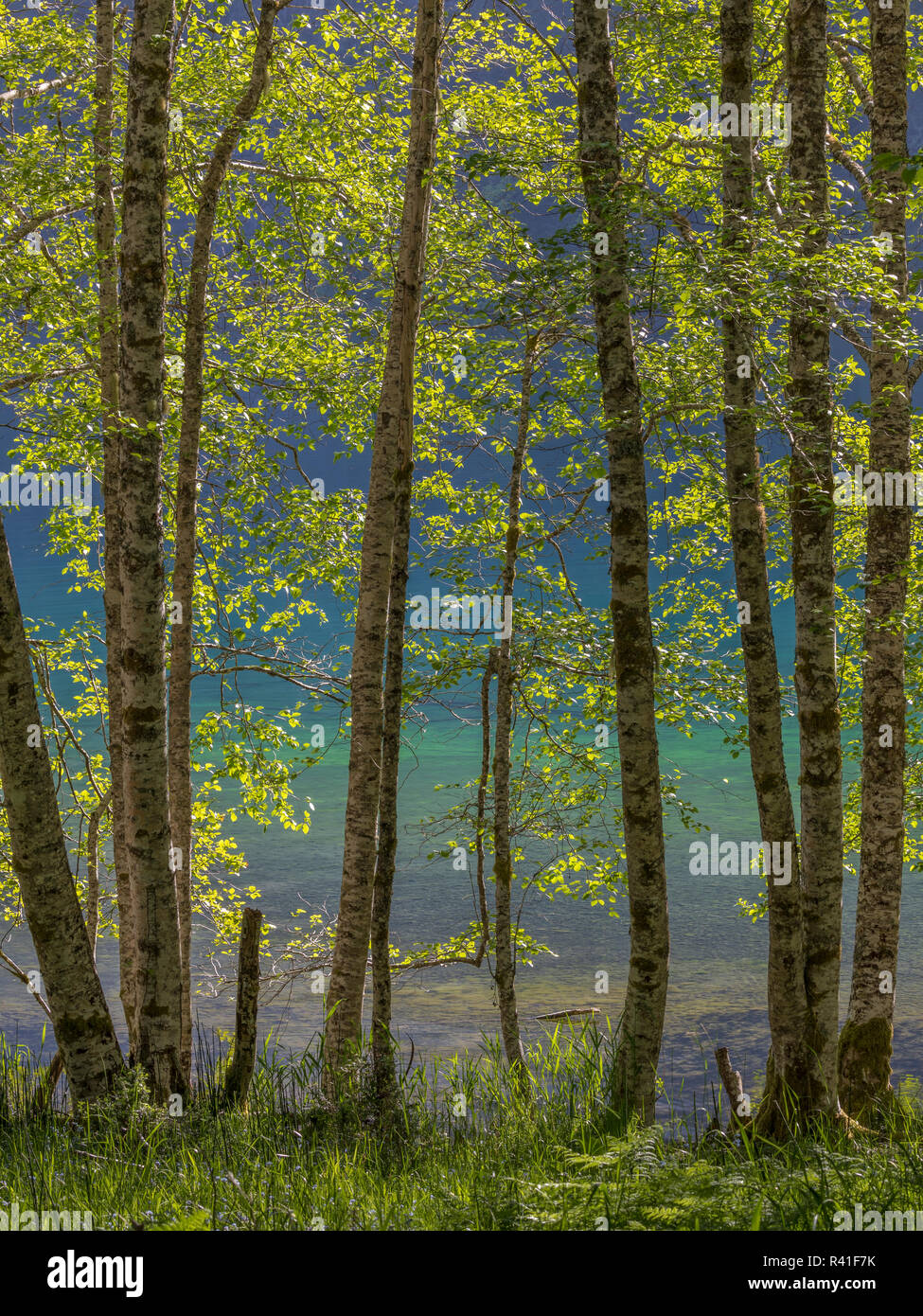 USA, Washington State, Olympic National Park. Alder trees on lake shore ...