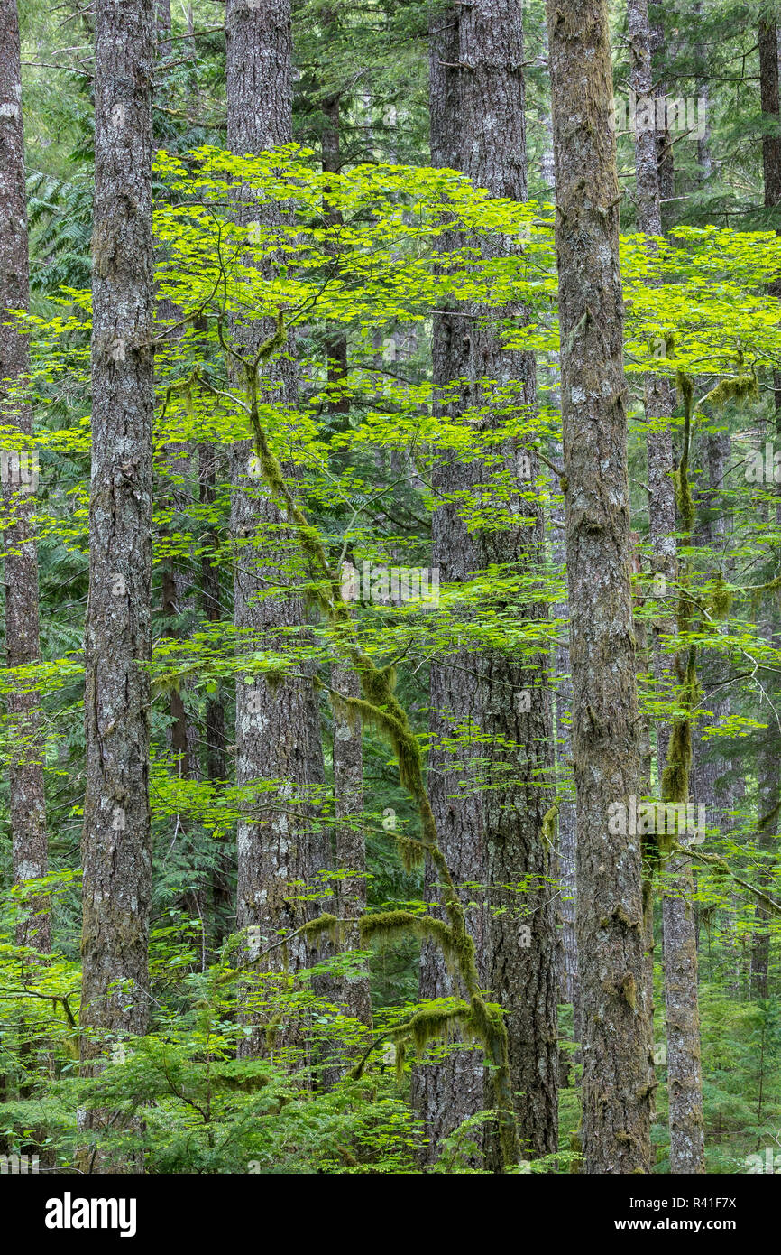 USA, Washington State, Gifford Pinchot National Forest. Vine maple and ...