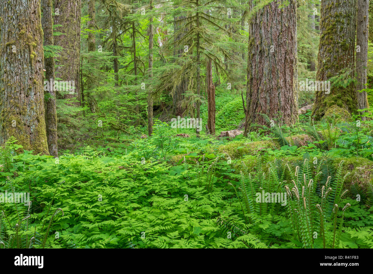 USA, Washington State, Gifford Pinchot National Forest. Old growth ...