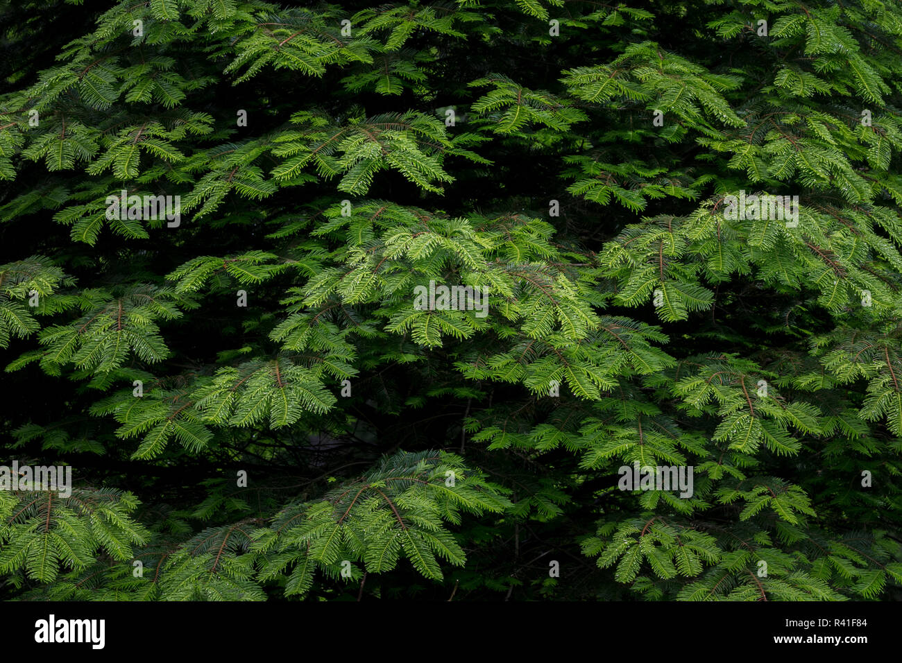Fir boughs hi-res stock photography and images - Alamy