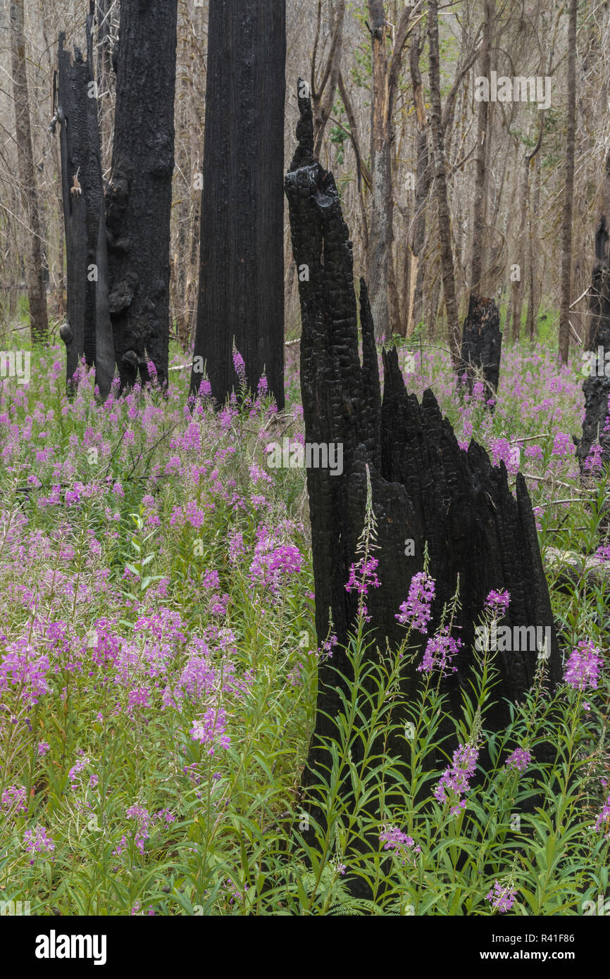 Fireweed blooming after a forest fire, Washington State, North Cascades National Park Stock ...