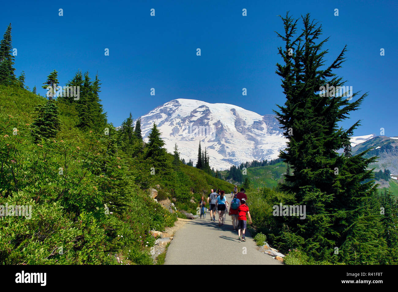 Mt washington state forest hi-res stock photography and images - Alamy