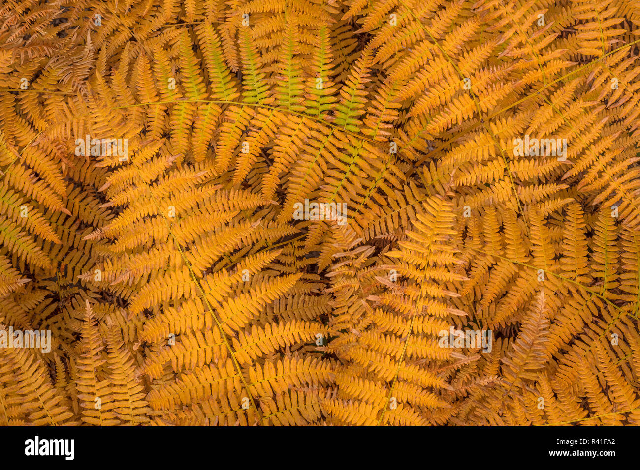 Washington state ferns hi-res stock photography and images - Alamy