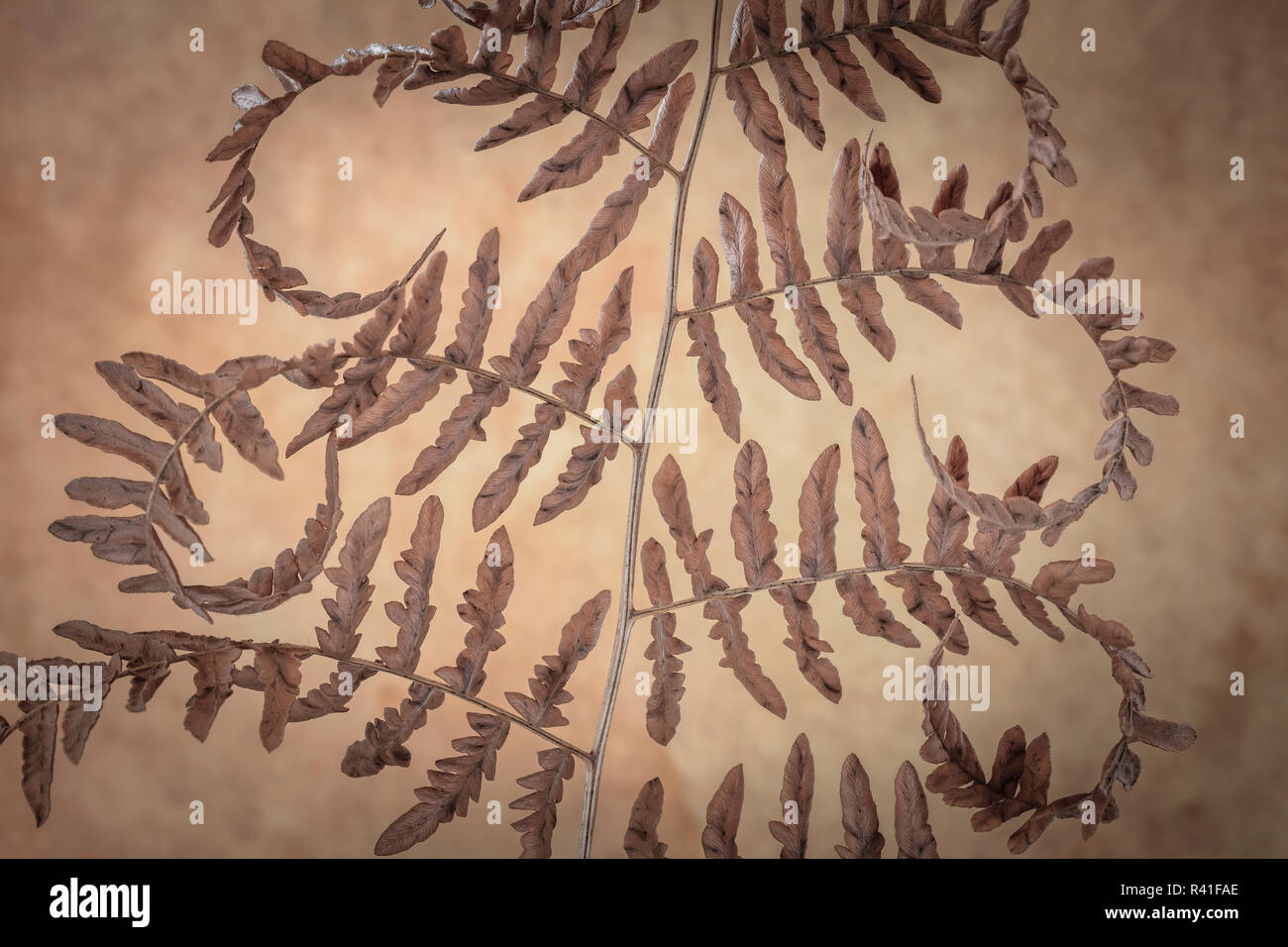 USA, Washington State, Seabeck. Bracken ferns in autumn color Stock ...