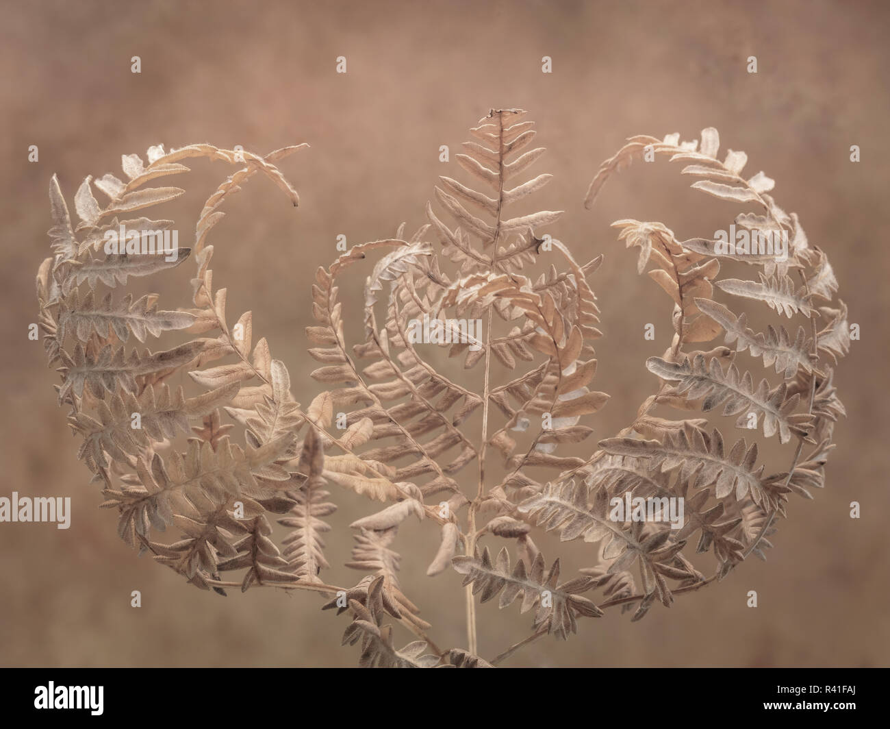 Washington state ferns hi-res stock photography and images - Alamy