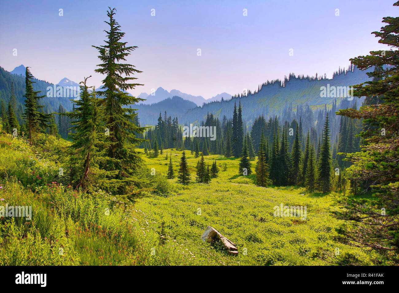 USA, Washington State. Mountain and forest landscape Stock Photo - Alamy