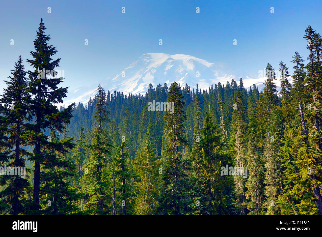 Mt washington state forest hi-res stock photography and images - Alamy