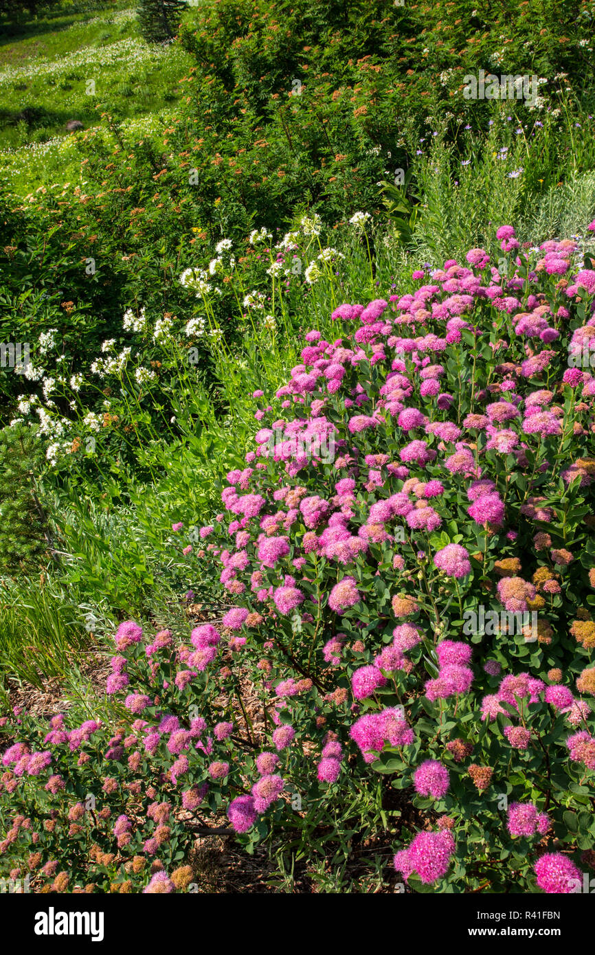 USA, Washington State, Mount Rainier National Park. Rosy spirea blooms ...