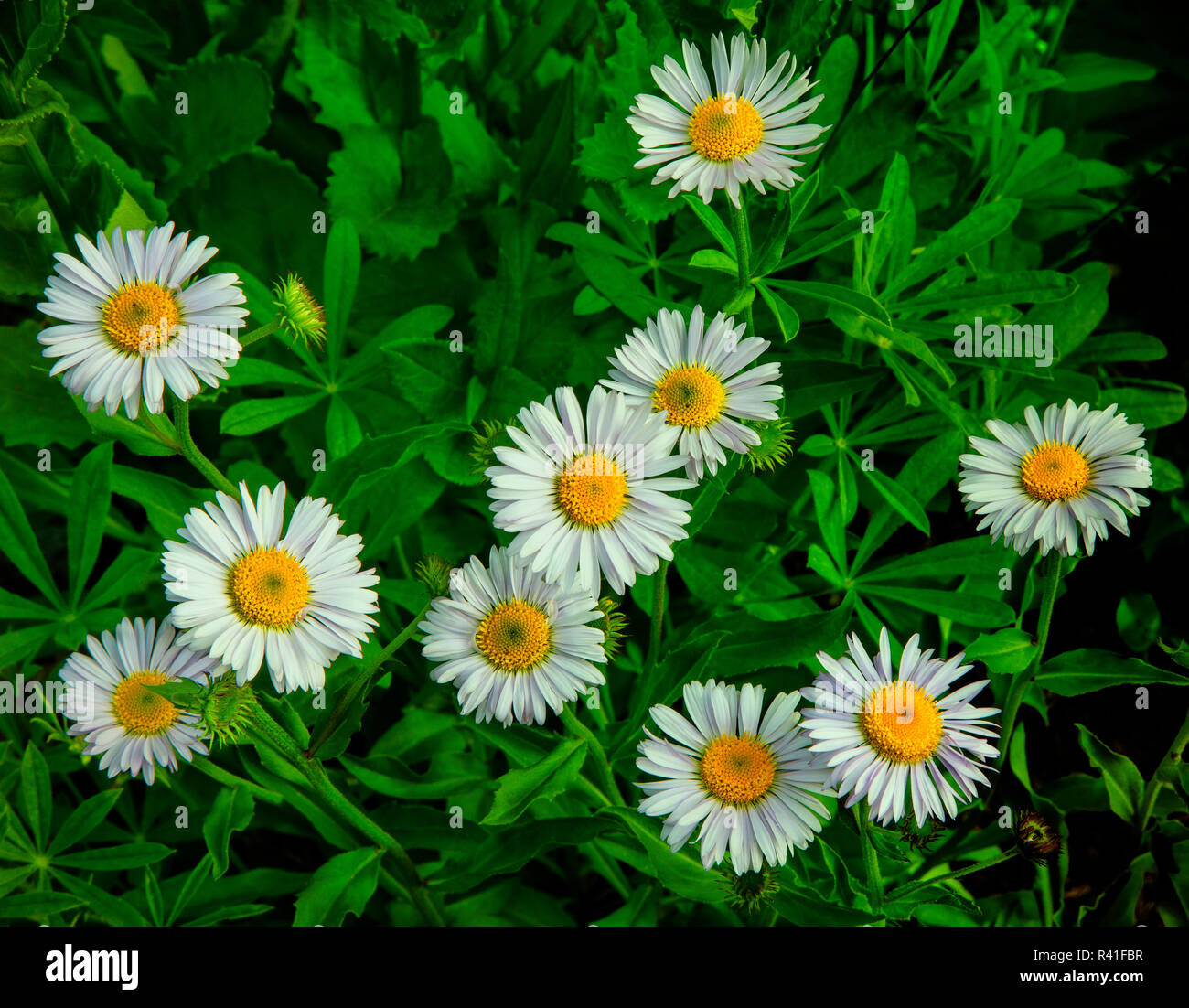 Daisy blooms hi-res stock photography and images - Alamy