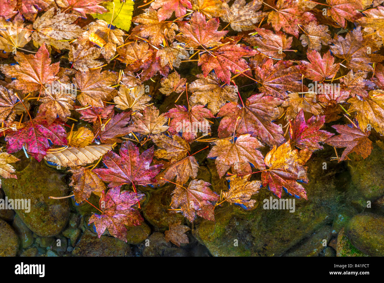USA, Washington State, Olympic National Park. Fall vine maple leaves ...