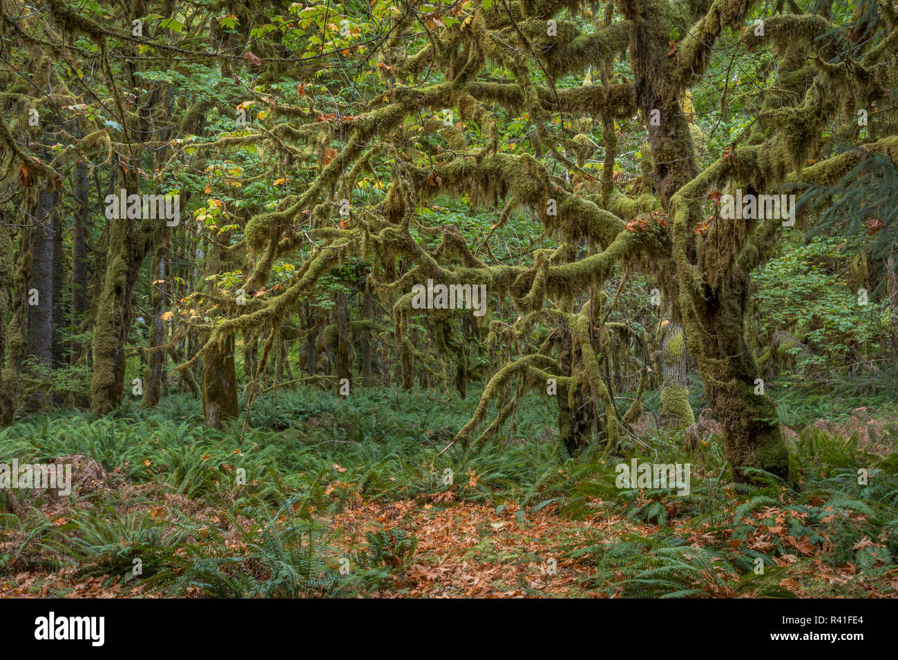 Washington state ferns hi-res stock photography and images - Alamy
