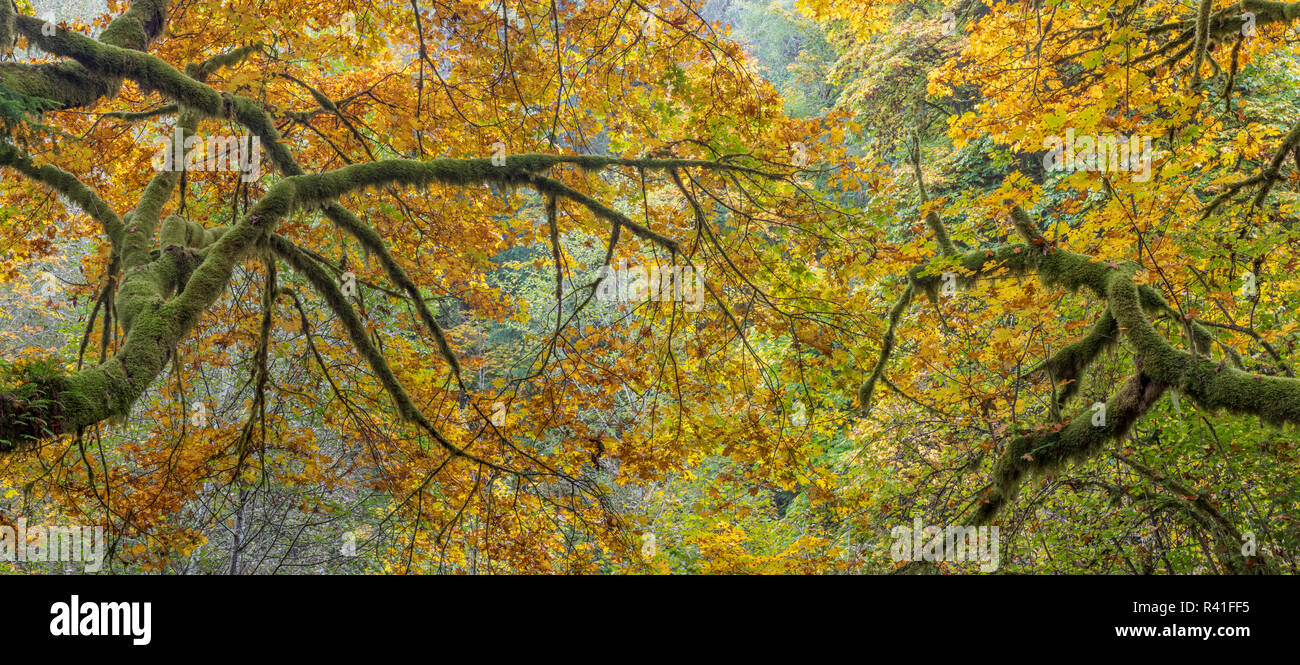 USA, Washington State, Seabeck. Bigleaf maple trees panoramic composite ...