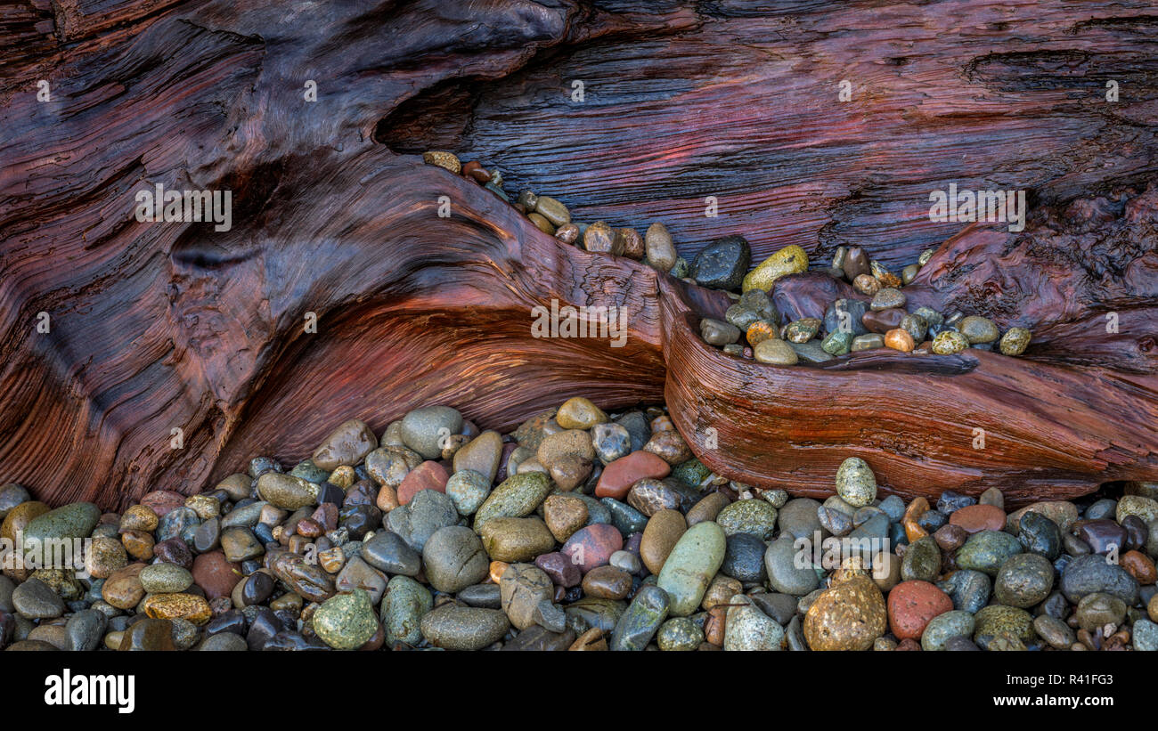 USA, Washington State, Seabeck. Wet driftwood and beach rocks Stock ...