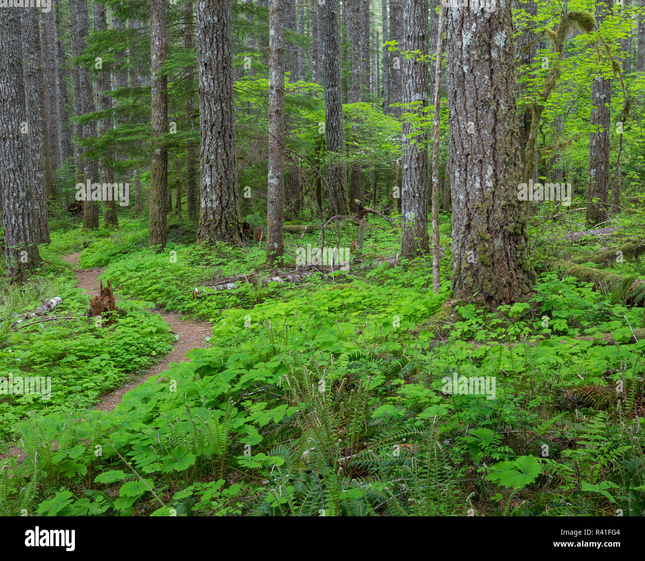 Lewis river trail hi-res stock photography and images - Alamy