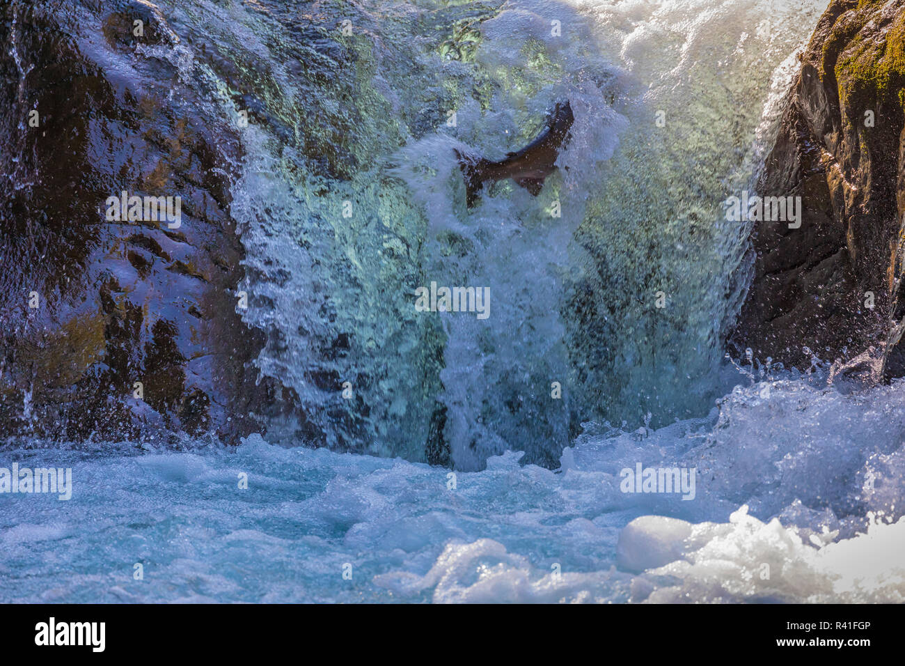 USA, Washington State, Olympic National Park. Spawning salmon in Sol ...