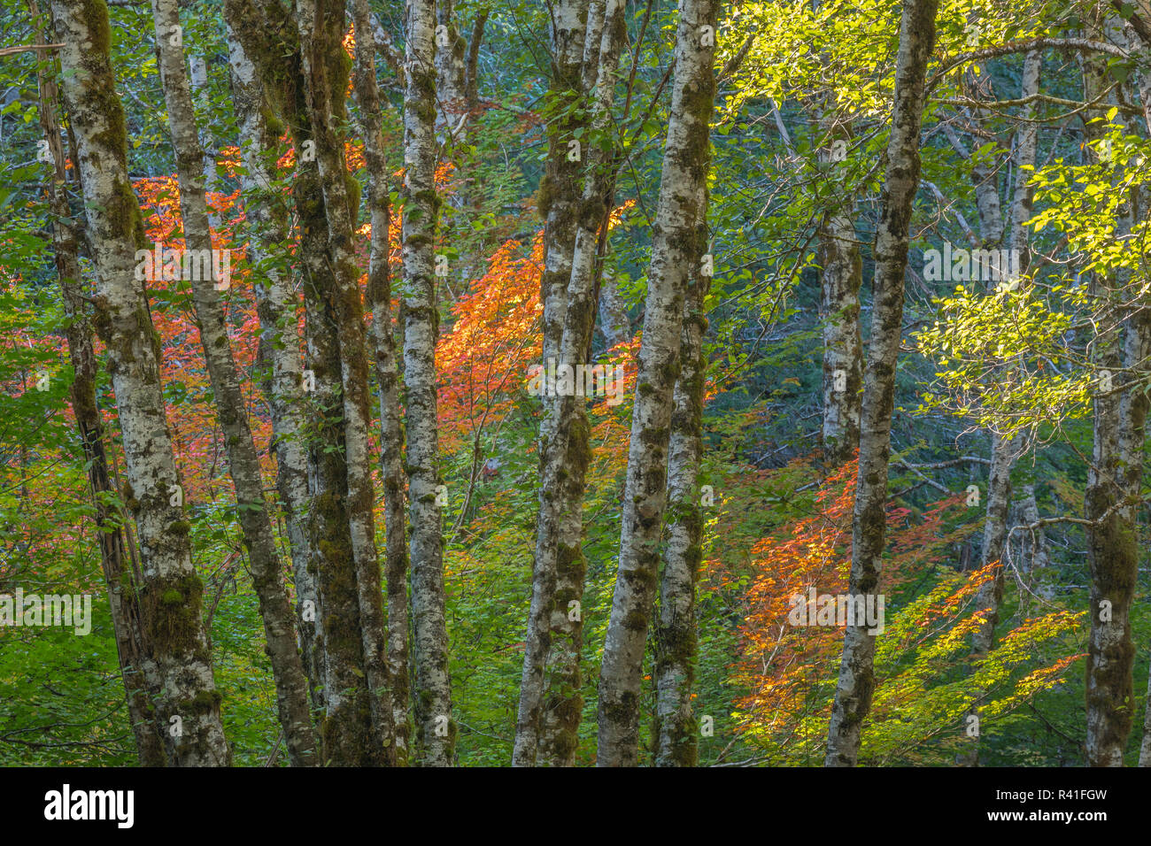 Alder tree usa hi-res stock photography and images - Alamy